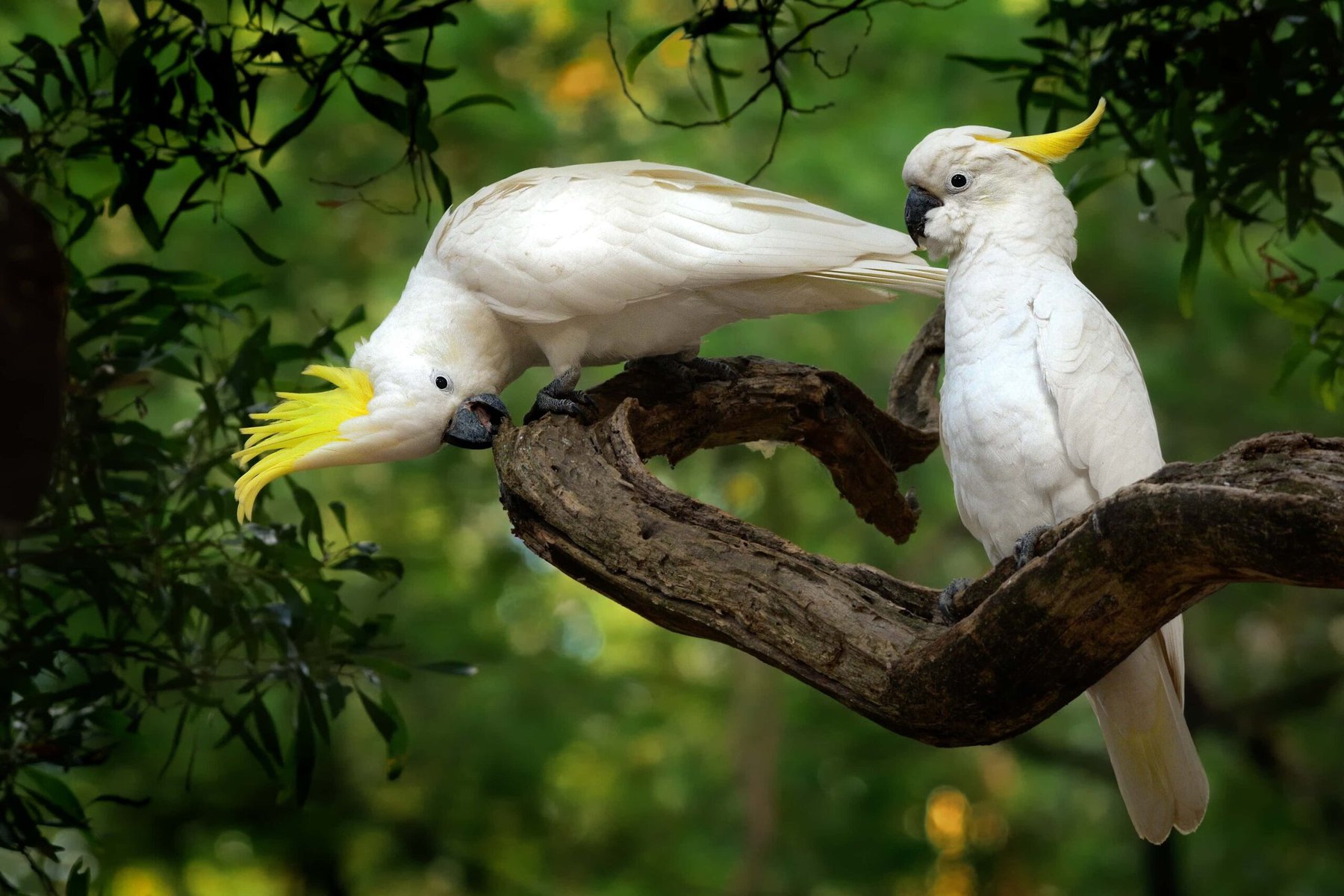 How To Tell If Your Cockatoo Is Male Or Female: A Guide For Bird Owners.