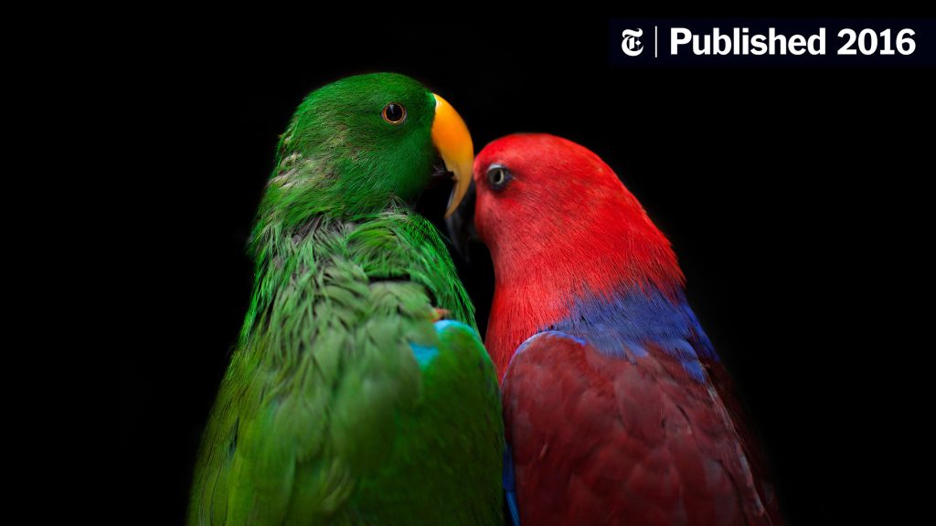 Secrets: Teach Your African Grey Parrot Talking in Minutes