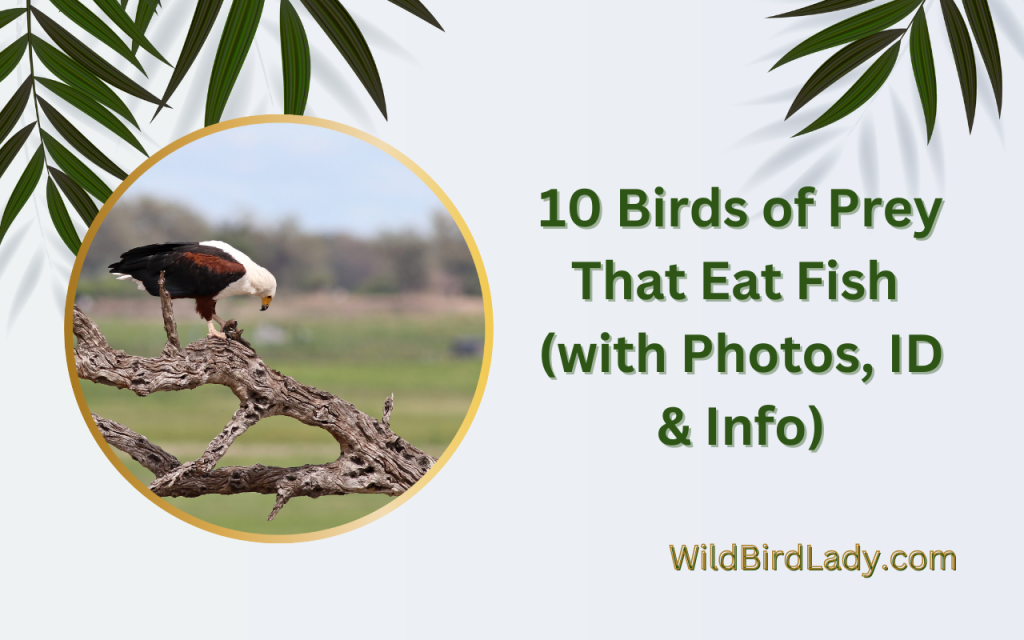 What Do Bald Eagles Eat? A Deep Dive into the Bald Eagle Diet