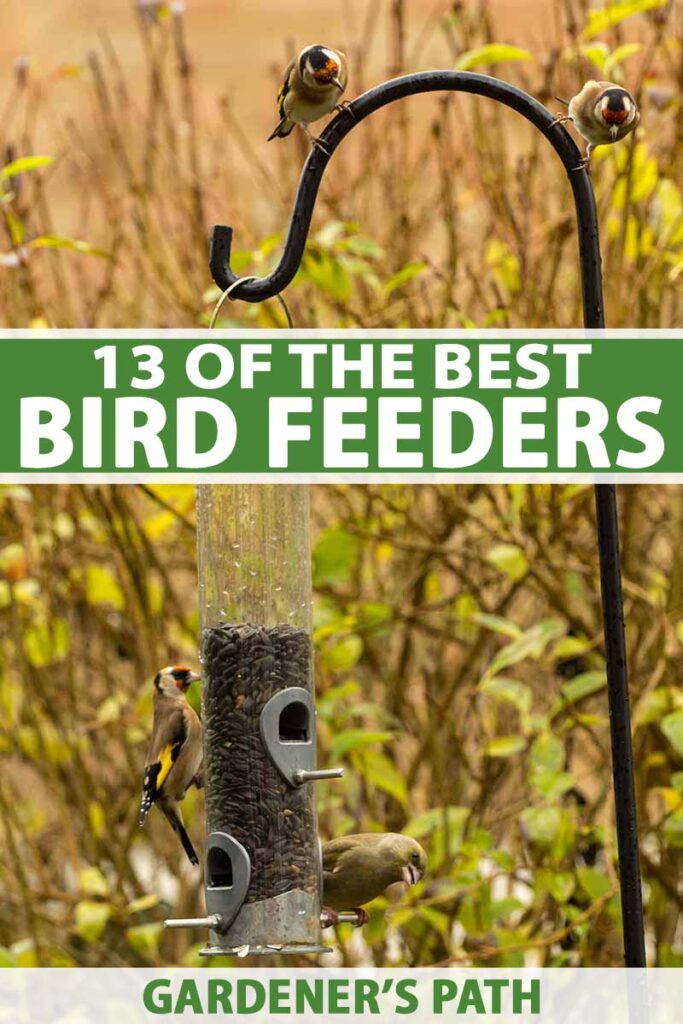 Discover the Ultimate Guide to Choosing Between Birdhouse or Bird Feeder