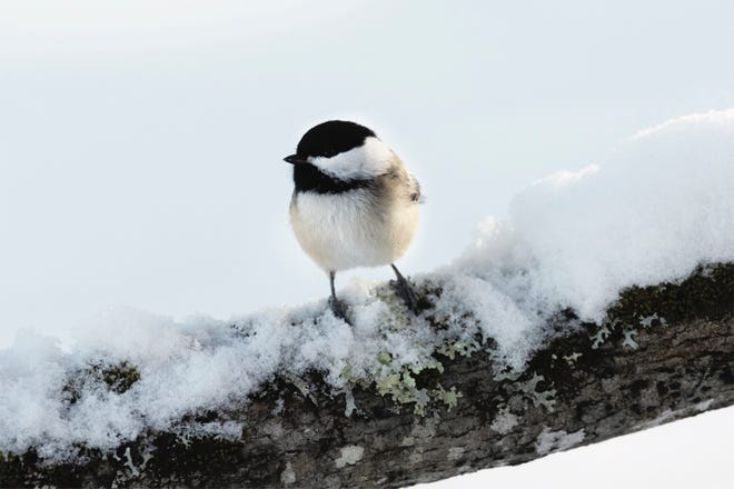 Discovering the Perfect Habitat for Black Capped Chickadees