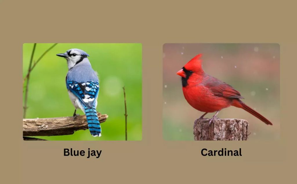 Cardinal Symbolism: What This Brilliant Red Bird Really Means