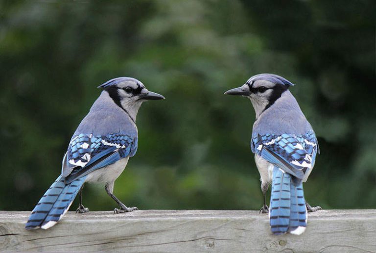 Female Blue Jays: How to Identify, Understand, and Appreciate These ...