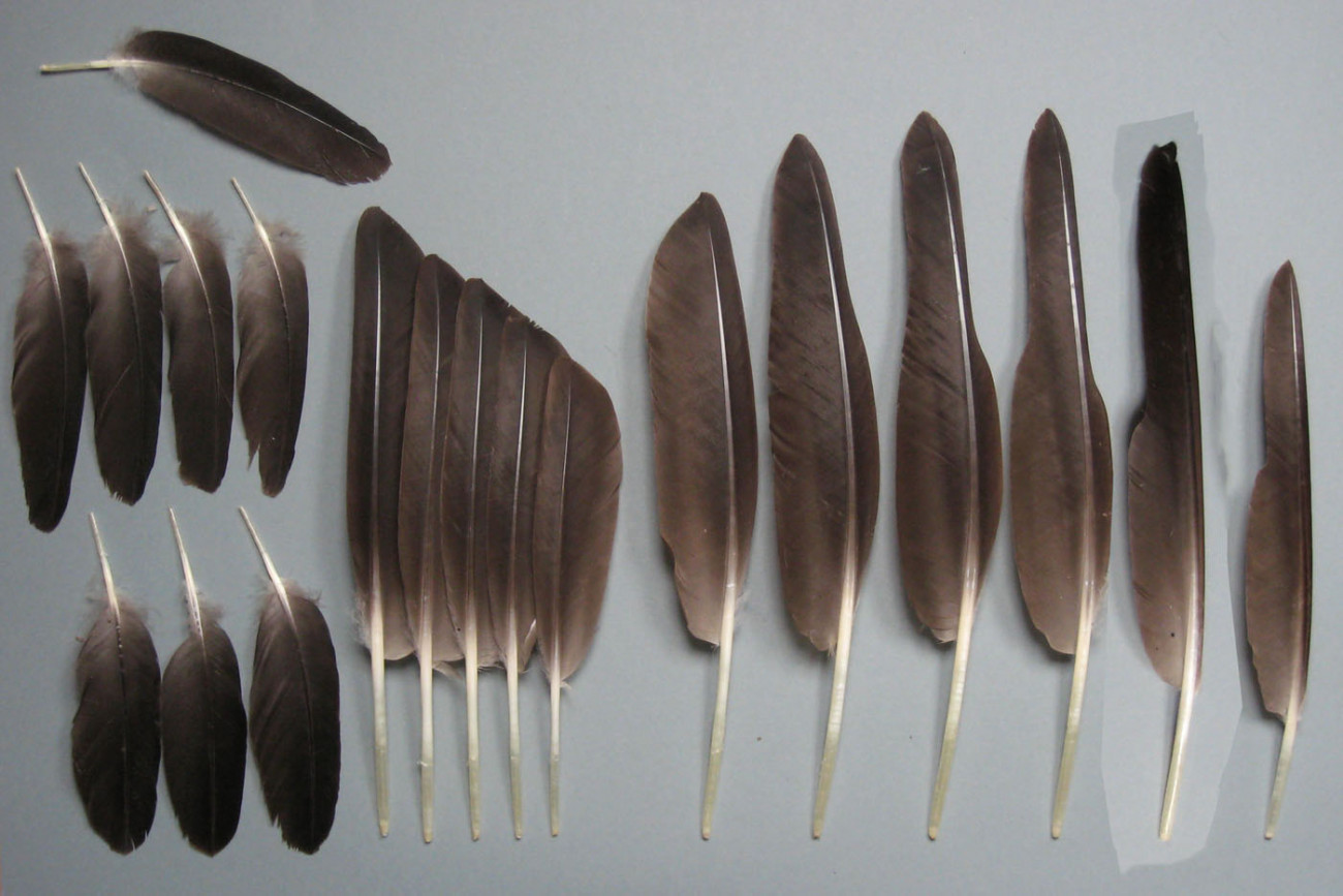 The Ultimate Guide: How to Identify Goose Feathers with Ease