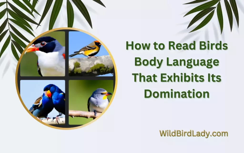 How to Read Birds Body Language: A Complete Guide for Bird Lovers