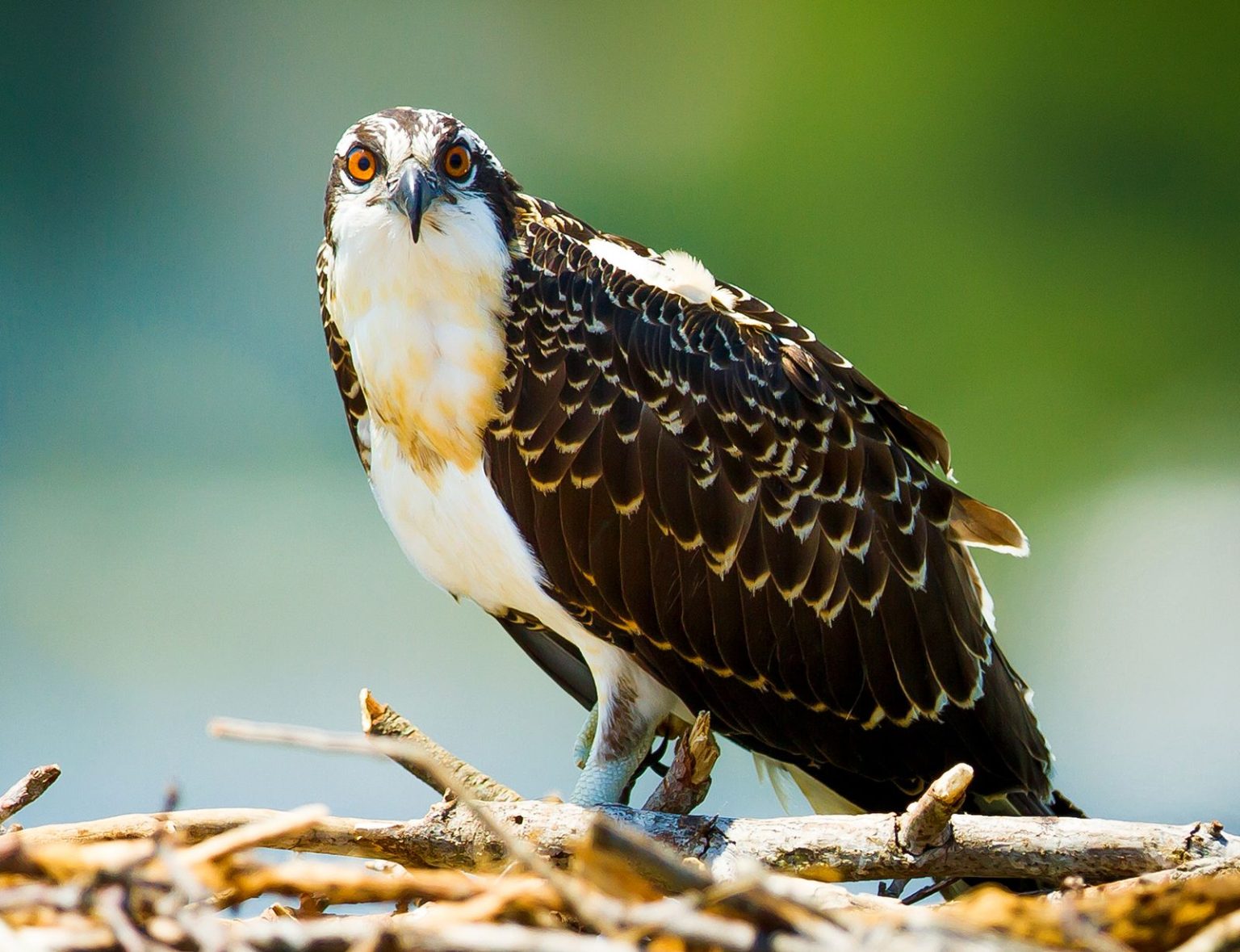 Discover the Secrets to Identifying Osprey Feathers
