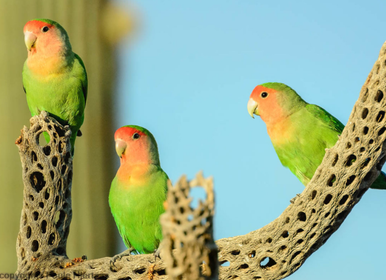 How to Revive Wild Lovebirds: Attracting Them in Arizona
