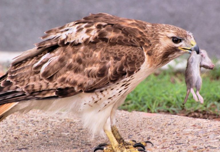 What Do Hawks Eat in the Wild? Everything You Need to Know