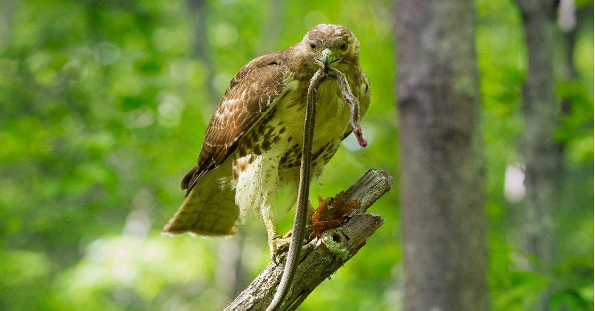 What Do Hawks Eat in the Wild? Everything You Need to Know