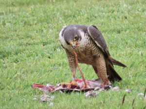 What Do Hawks Eat in the Wild? Everything You Need to Know