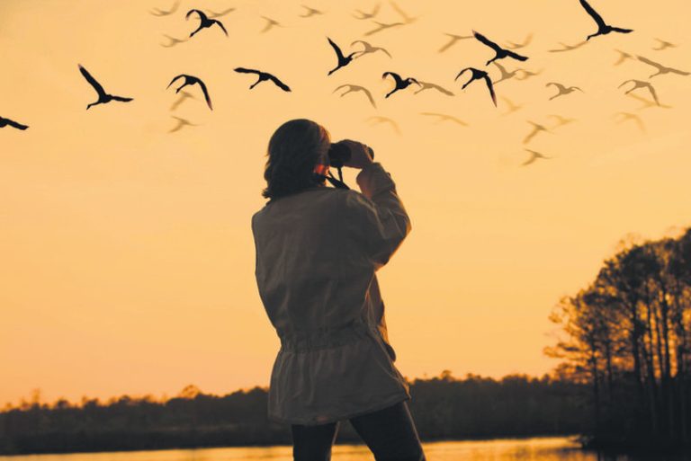 Birdwatching 101: The Ultimate Guide To Get Started