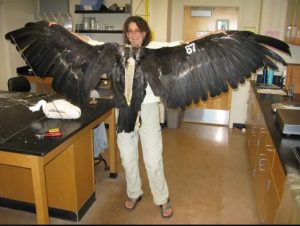 The California Condor Recovery Program: Saving a Species from Extinction