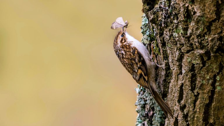 What Do Finches Eat? 9 Foods Your Finch Will Love