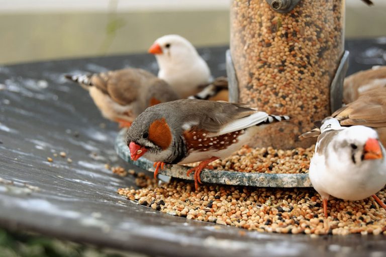 What Do Finches Eat? 9 Foods Your Finch Will Love