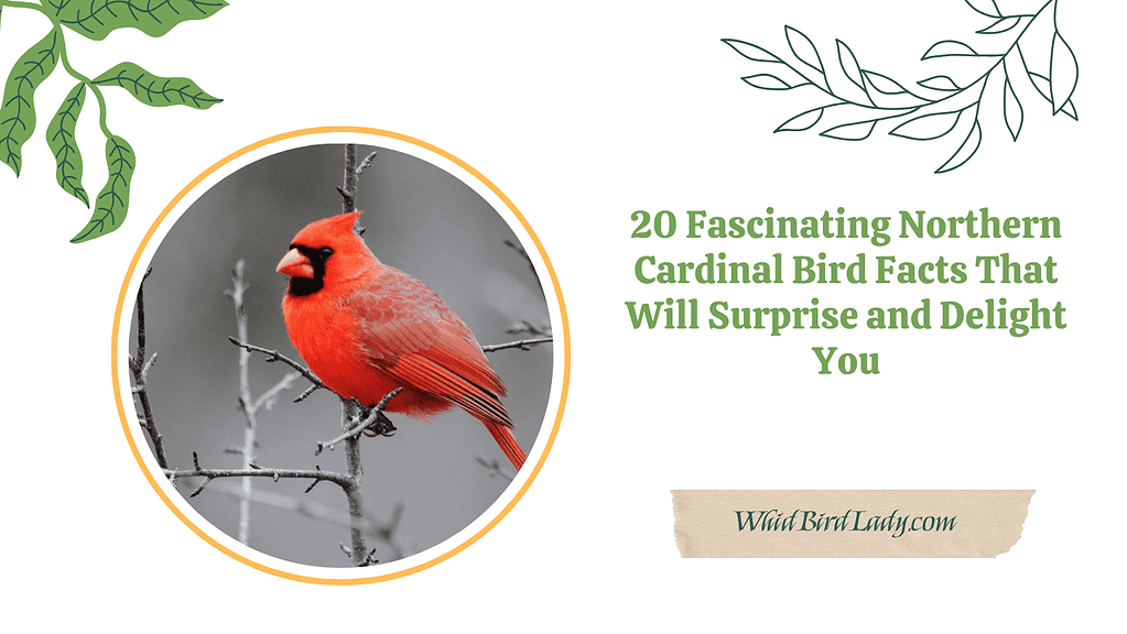 20 Fascinating Northern Cardinal Bird Facts That Will Surprise and ...