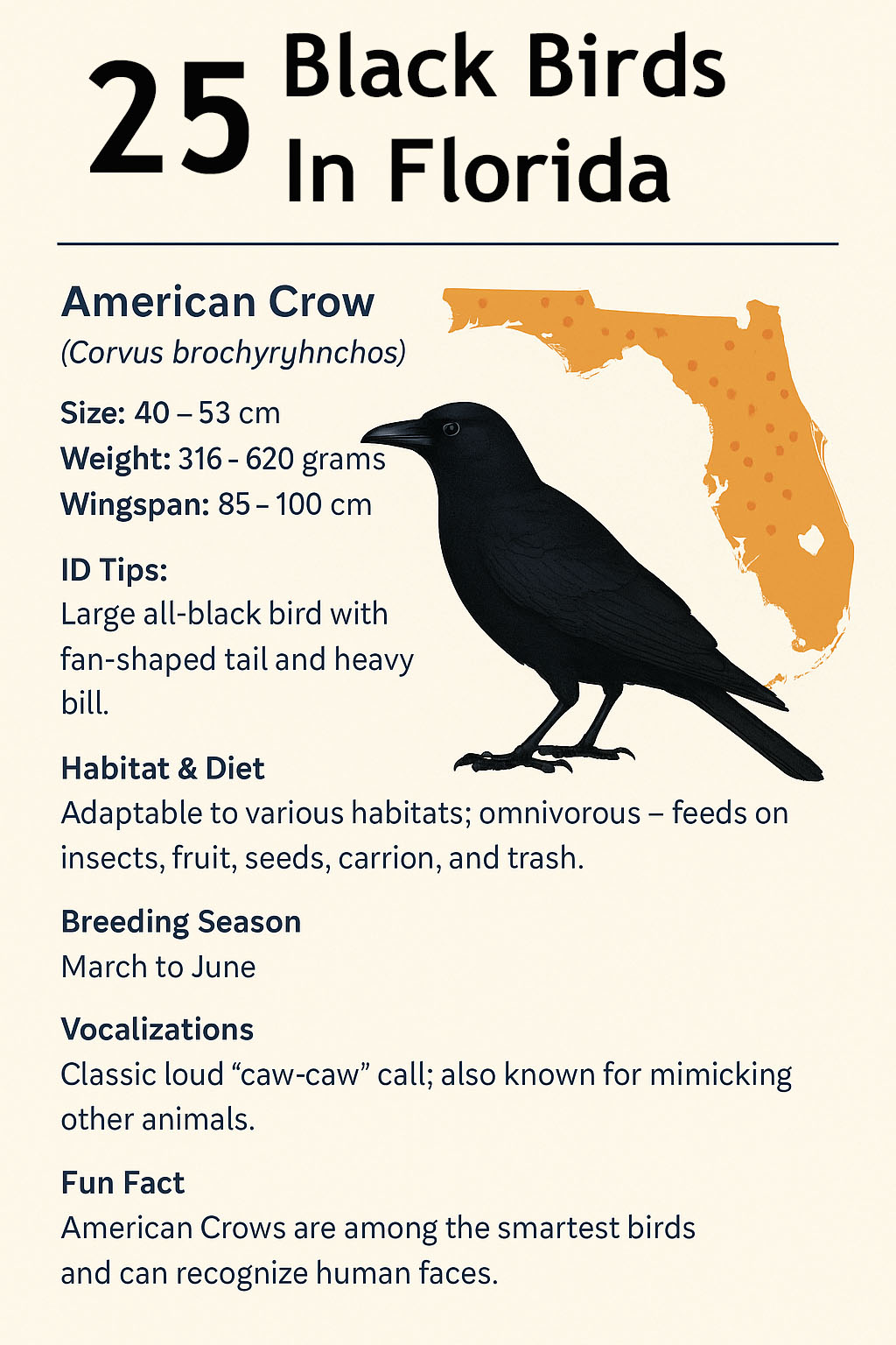 Black Birds in Florida: 25 Striking Species You’ll See All Year Round
