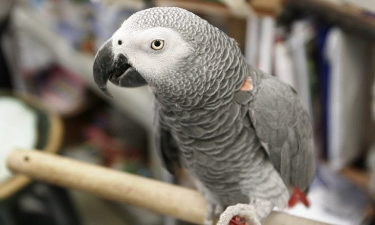 Secrets: Teach Your African Grey Parrot Talking in Minutes