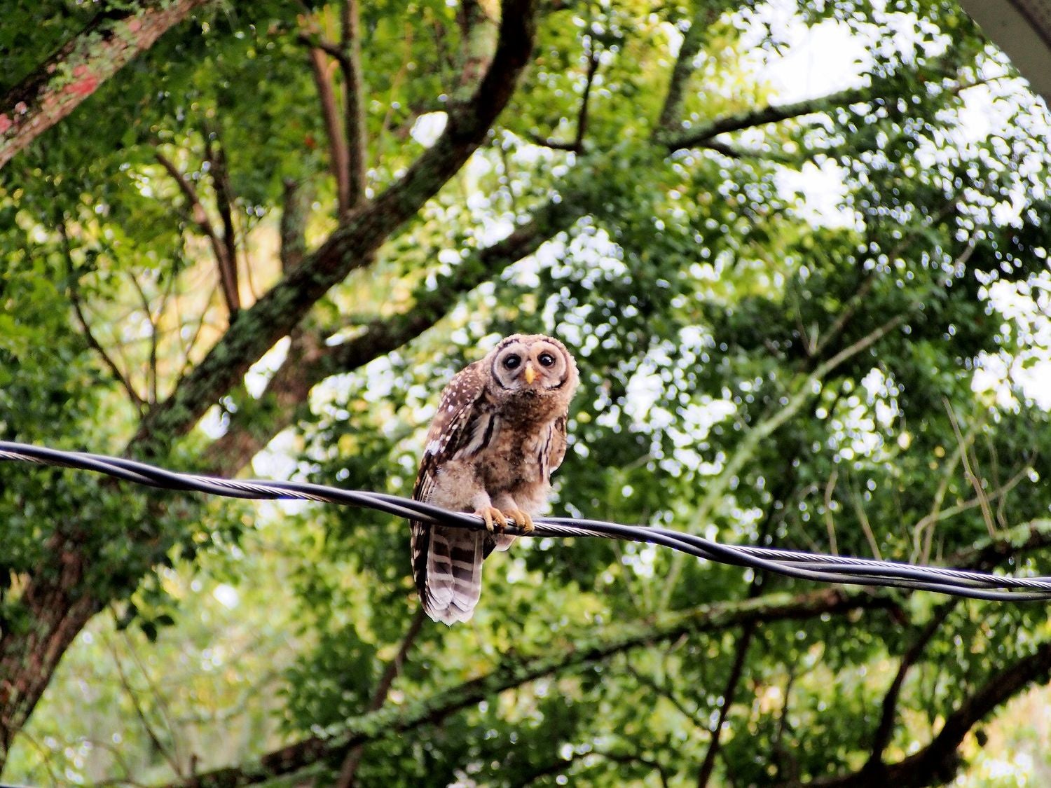 Are Owls Nocturnal or Just Misunderstood?