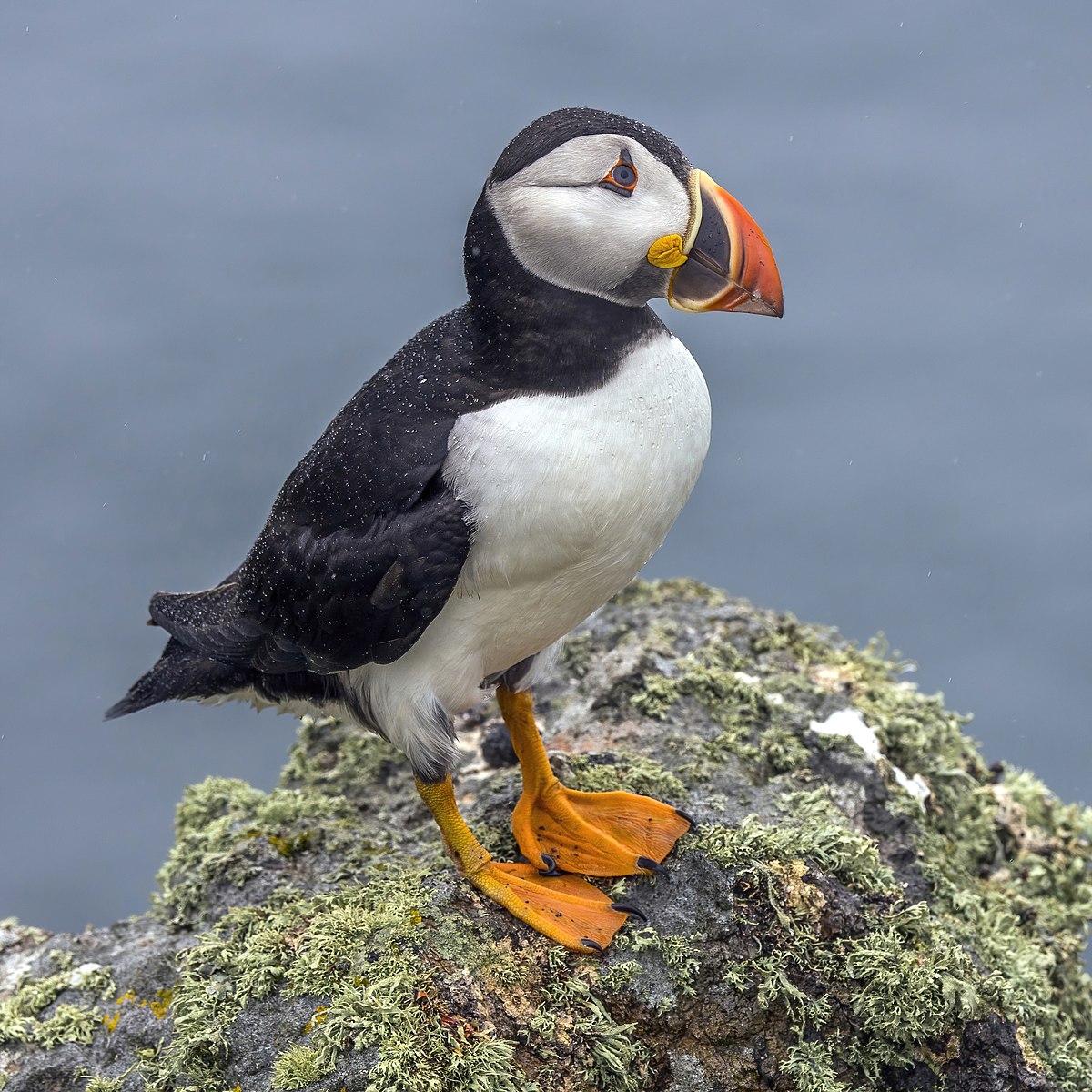 Top 10 Endangered Bird Species You Should Know in 2025