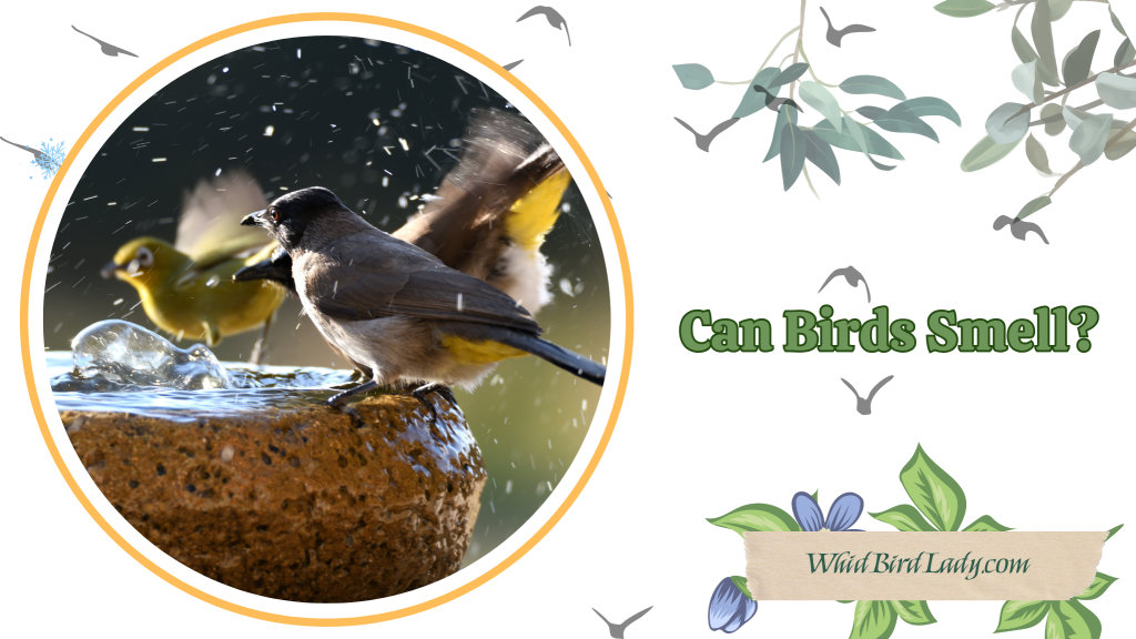 Can Birds Smell? The Surprising Truth About Their Secret Sense of Smell