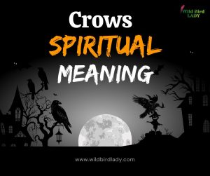 Crows Spiritual Meaning: Decoding Their Mystical Signs & Symbolism