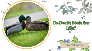 Do Ducks Mate for Life? The Surprising Truth About Duck Love and Loyalty