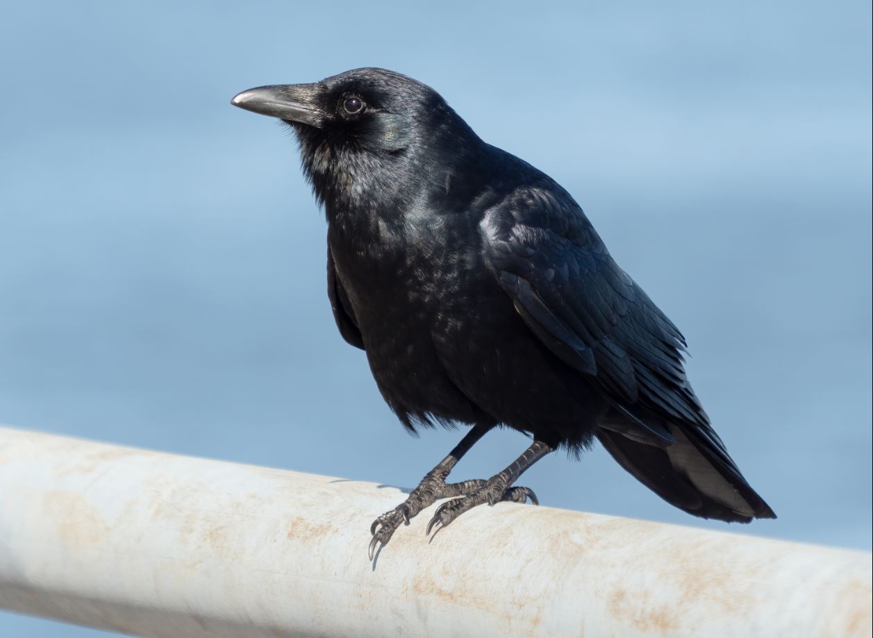 Do Crows Talk? A Deep Dive Into the Remarkable Vocal Abilities of Crows