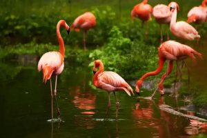 Why Are Flamingos Pink? The Surprising Truth Behind Their Color