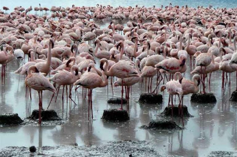 Where Do Flamingos Live? Explore Their Colorful Homes in Nature