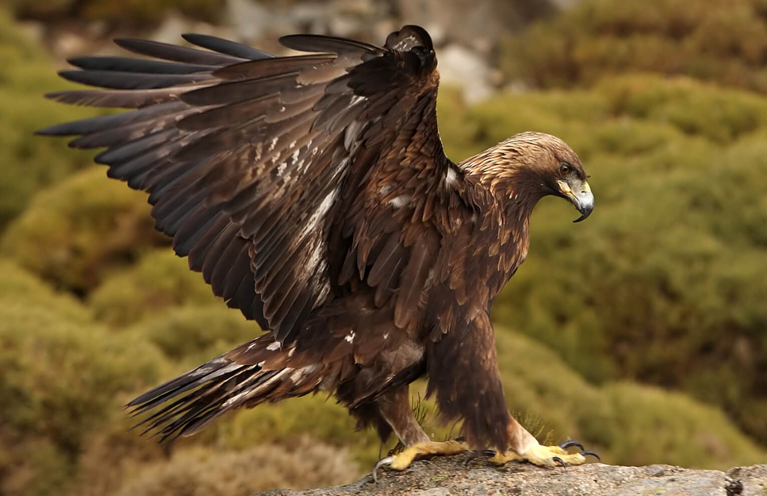 How Long Do Eagles Live? (And What Helps Them Soar Into Old Age)