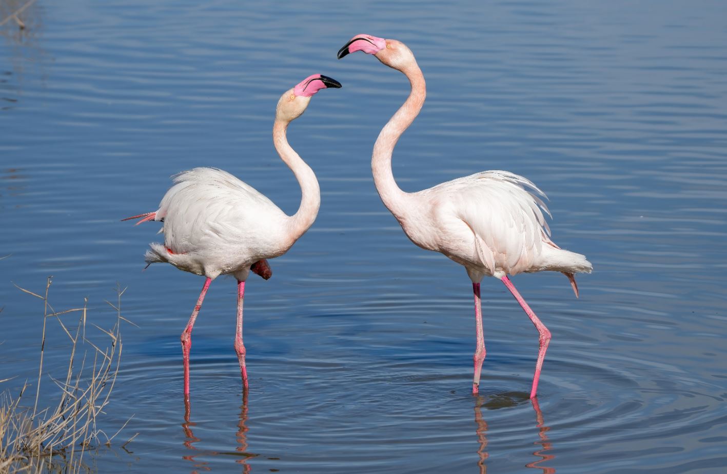 What Do Flamingos Eat? All You Need to Know