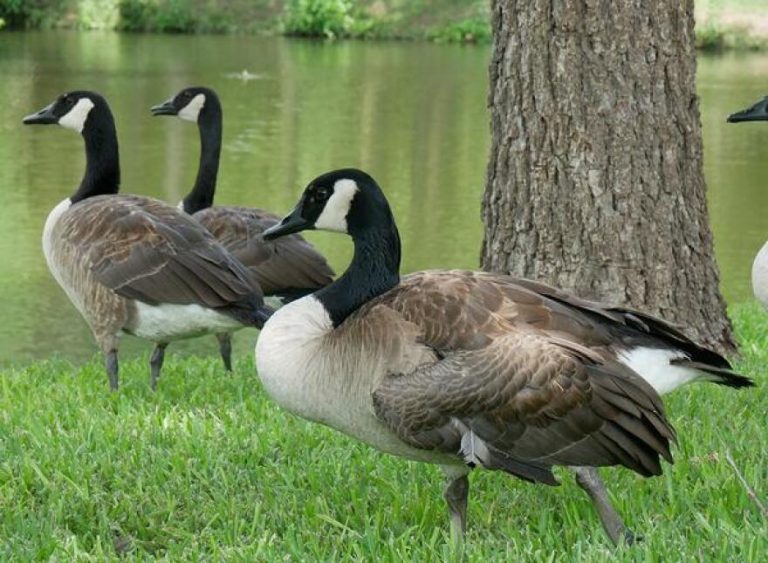 How Long Do Geese Live? Discover the Secrets to Their Long Life!