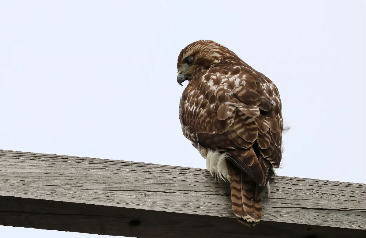 Juvenile Red-Tailed Hawk: How to Identify This Young Raptor in the Wild