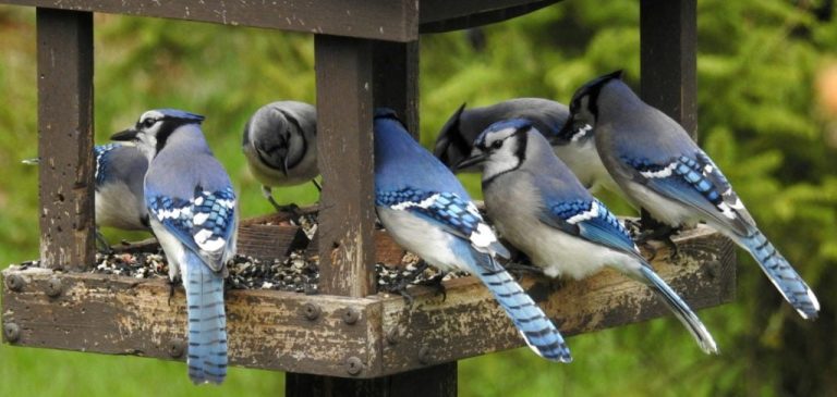 What Do Blue Jays Eat? Backyard Tips to Attract These Brilliant Birds
