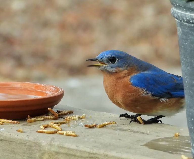 What Do Bluebirds Eat? 7 Favorite Foods That Keep Them Coming Back!
