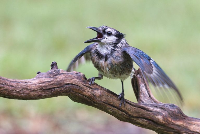 Baby Blue Jays: Life Stages, Care Tips, and What to Do If You Find One ...