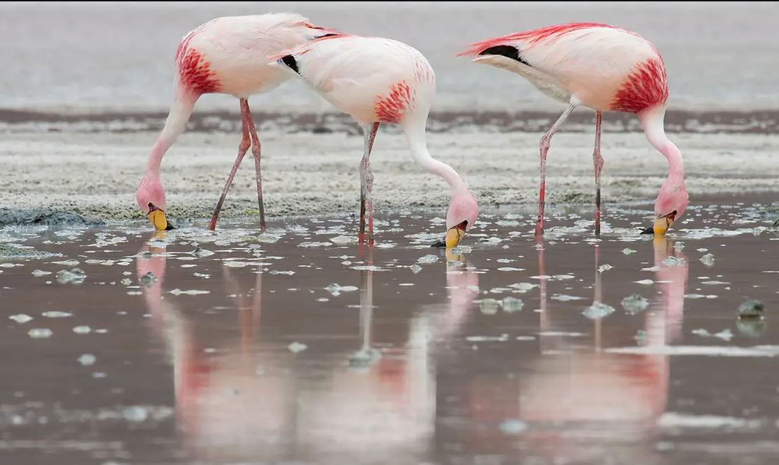 What Do Flamingos Eat? All You Need to Know