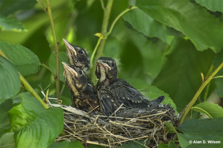 How Long Do Robins Live? Plus 5 Things That Help Them Survive Longer
