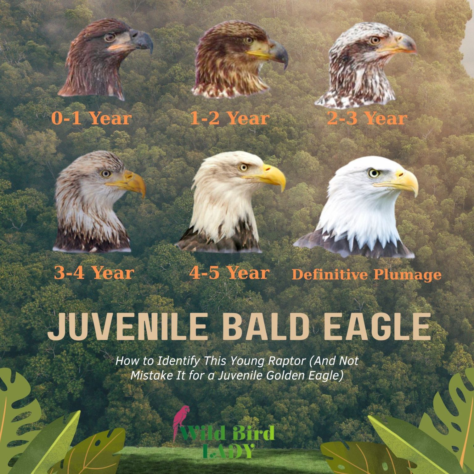 Juvenile Bald Eagle: How to Identify This Young Raptor