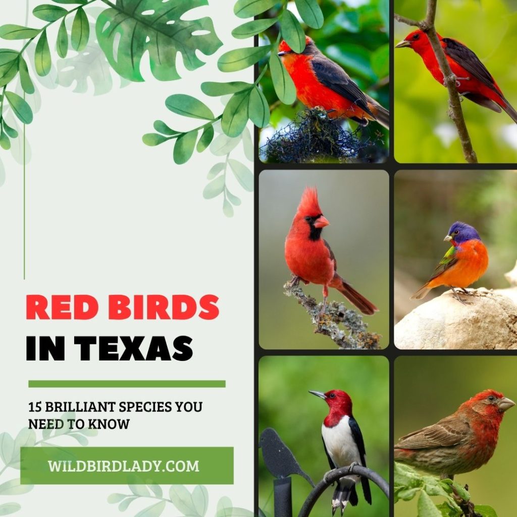 Red Birds in Texas: 15 Brilliant Species You Need to Know