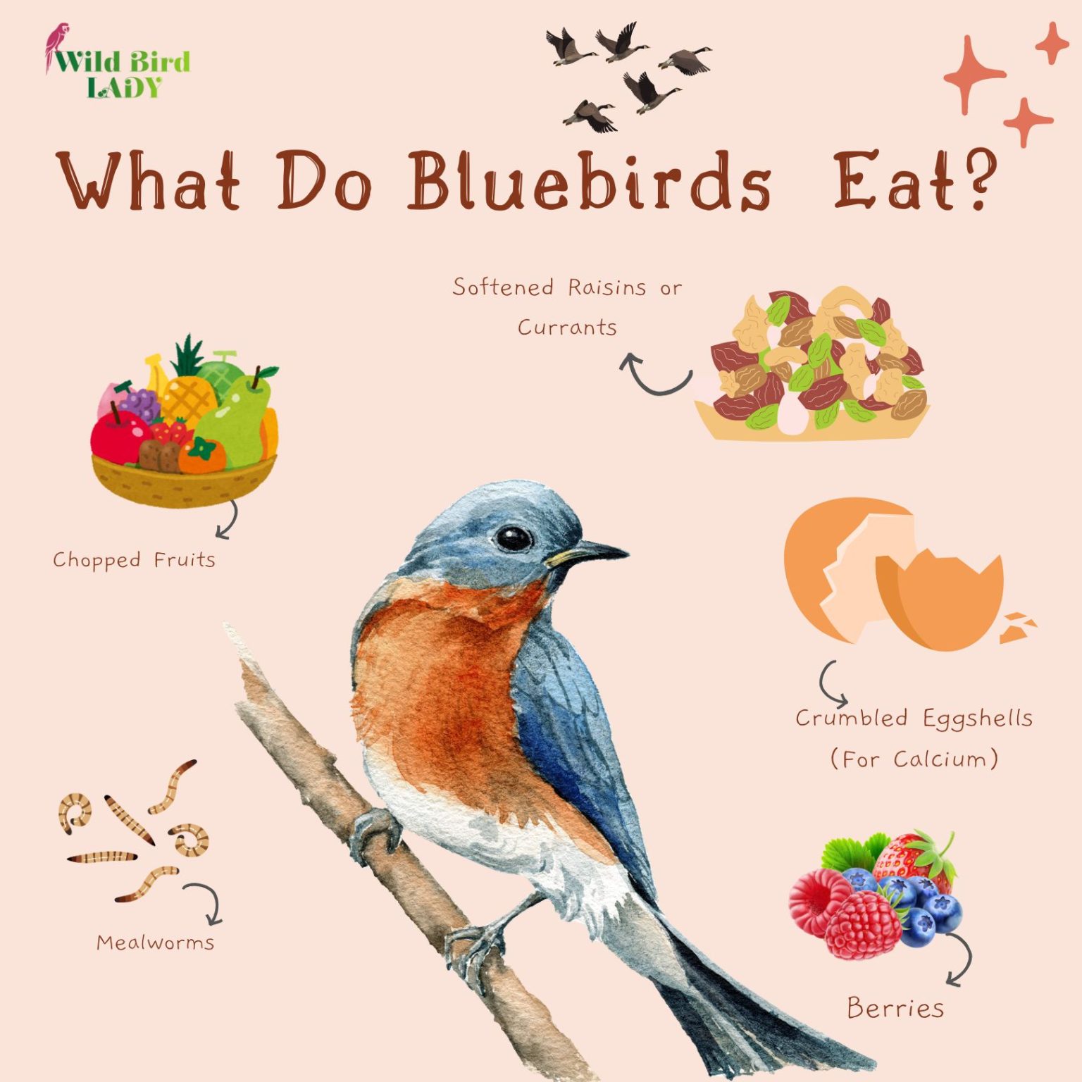 What Do Bluebirds Eat? 7 Favorite Foods That Keep Them Coming Back!