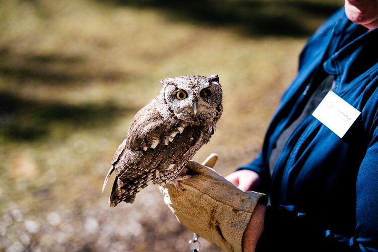 What Do Owls Eat? The Secret Menu of Nature’s Stealthiest Birds