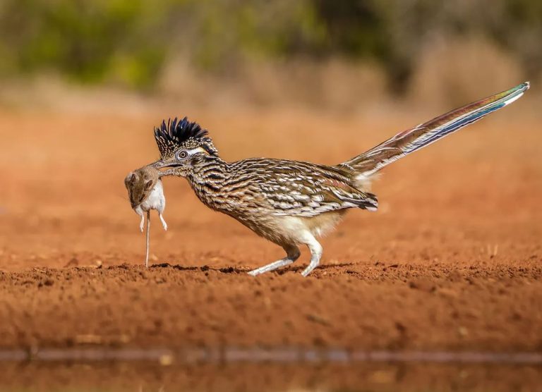 What Is a Roadrunner? Meet the Speedy Desert Bird That Eats Rattlesnakes!