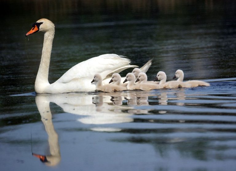 How Long Do Swans Live? Discover the Secrets Behind Their Lifespan