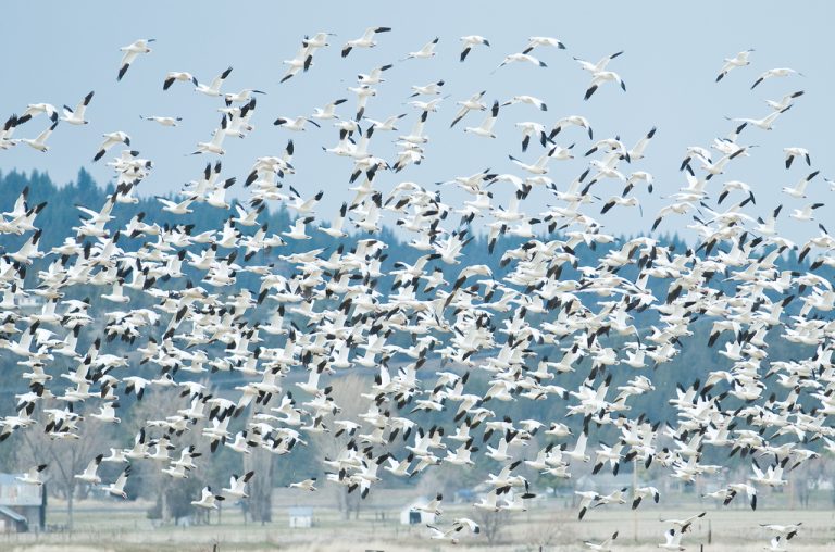 What Is a Group of Larks Called? The Fascinating Name and Behavior ...