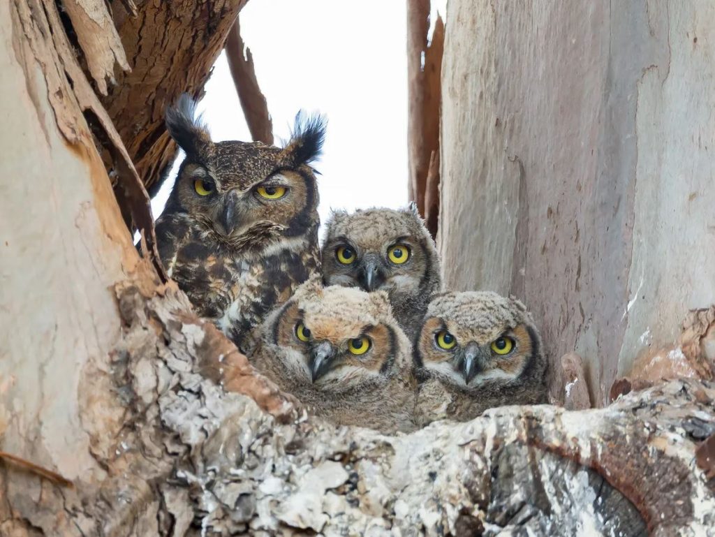 What Is a Group of Owls Called? The Answer Will Surprise You!