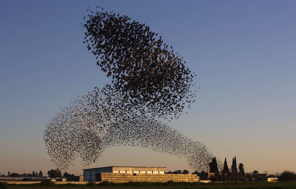 What Is a Group of Starlings Called? You Won’t Believe This Magical Term!