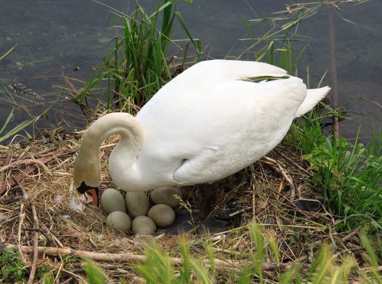 Baby Swan: What They Look Like, Eat & How They Grow Into Graceful Adults