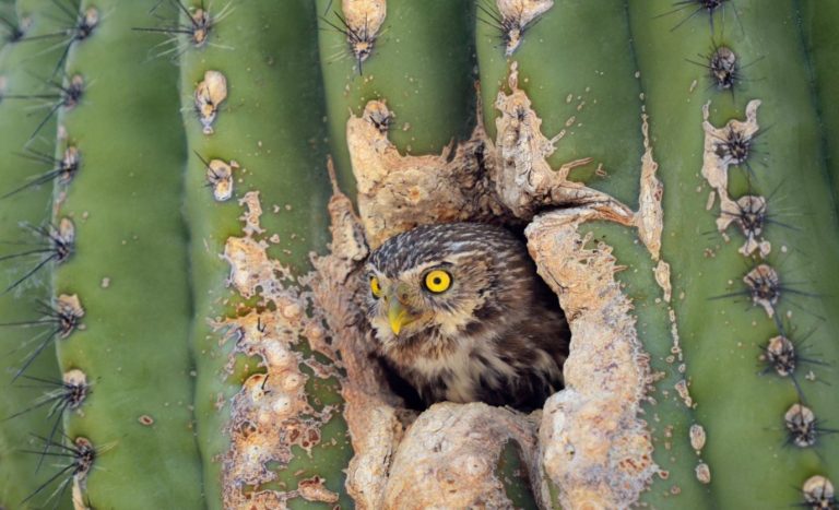 Where Do Owls Live? Discover Their Mysterious Homes Around the World