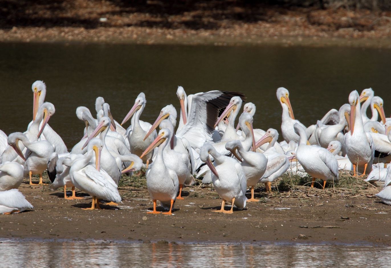 What Is a Group of Pelicans Called?